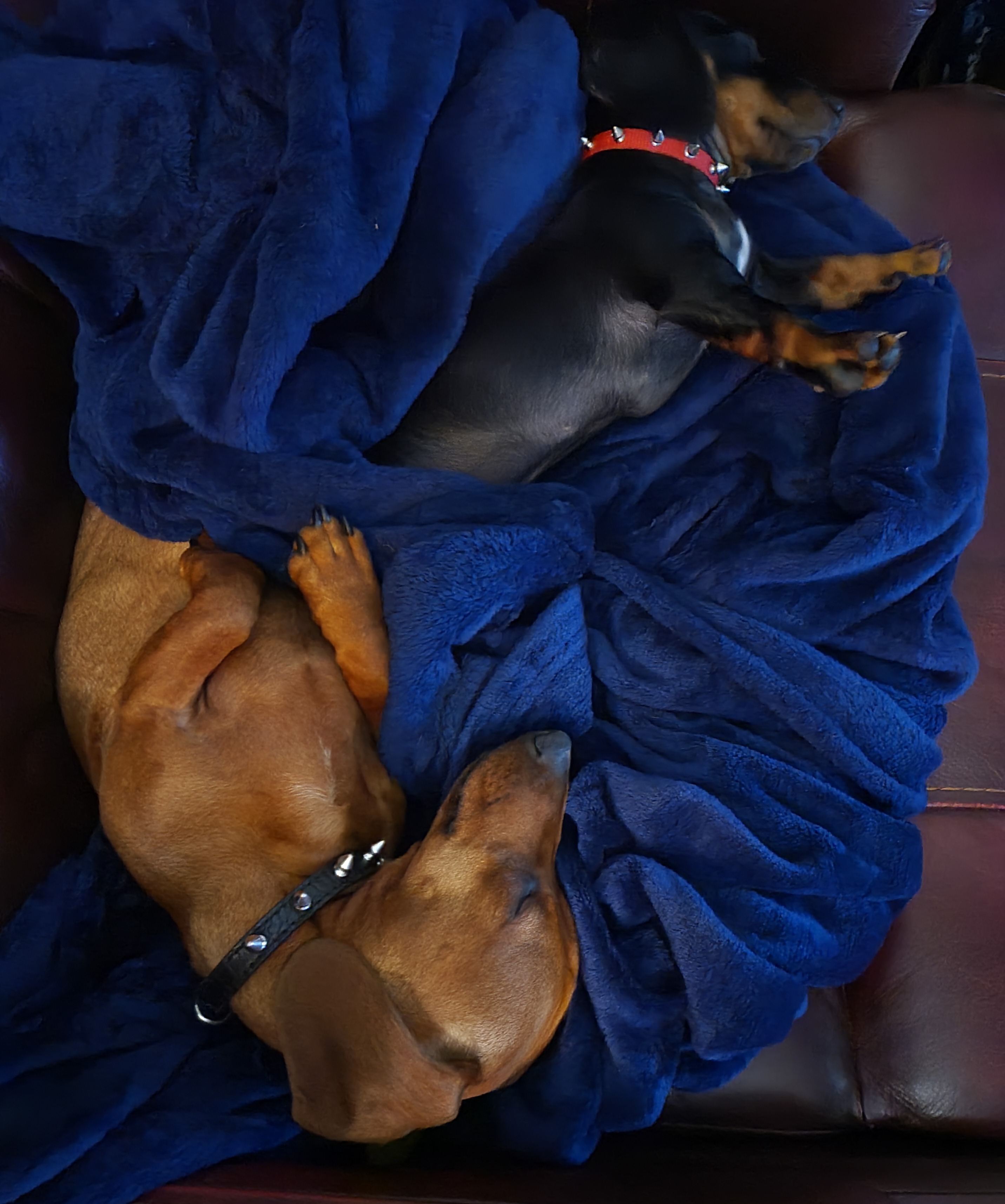Kibble-Play-Nap/ THE way to start a Monday! – Guns, Fun, Food and More